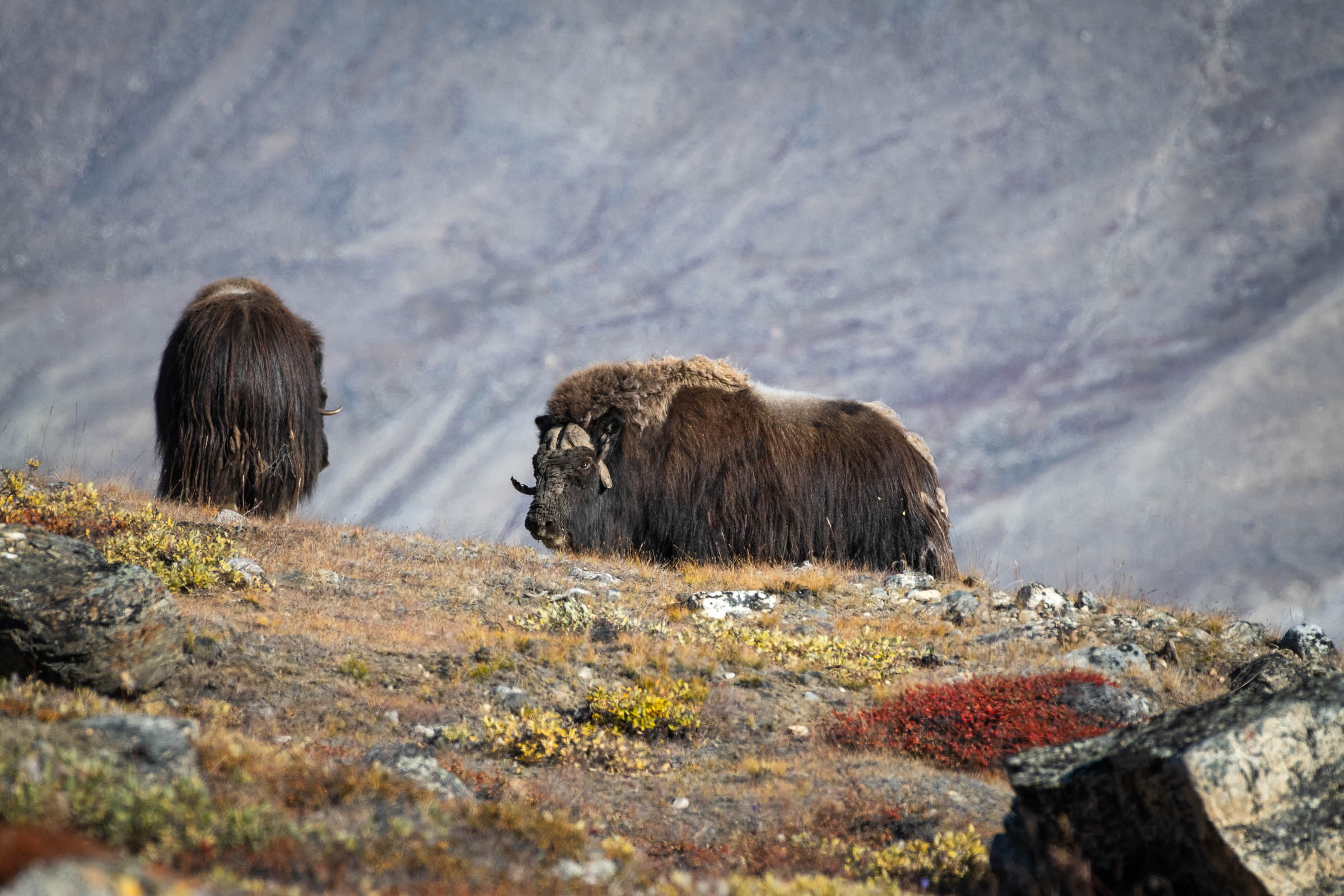 Greenland Wildlife Olga FineArts Photography Fine Art Prints